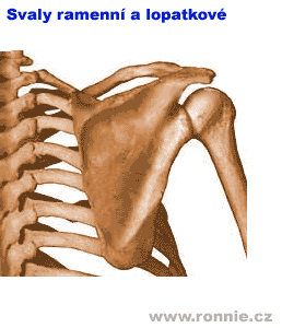 Anatomie: Svaly ramenní a lopatkové